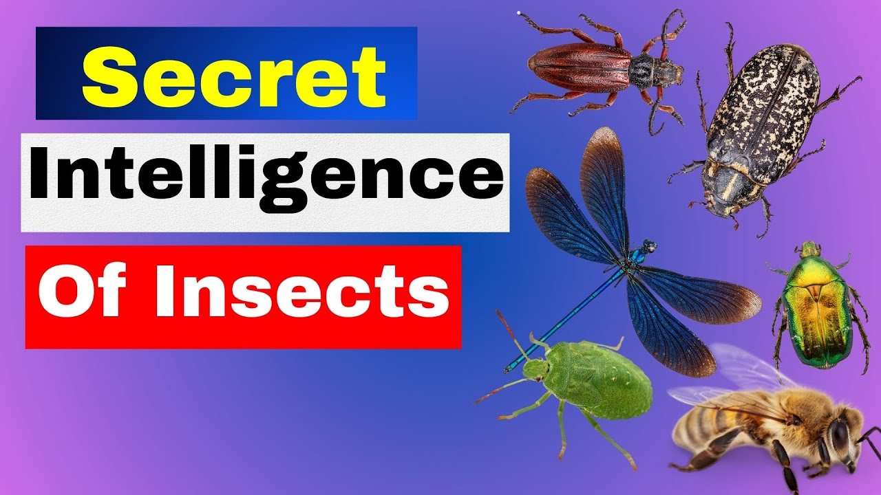 The Hidden Genius of Insects: Are They Smarter Than We Think? # ...