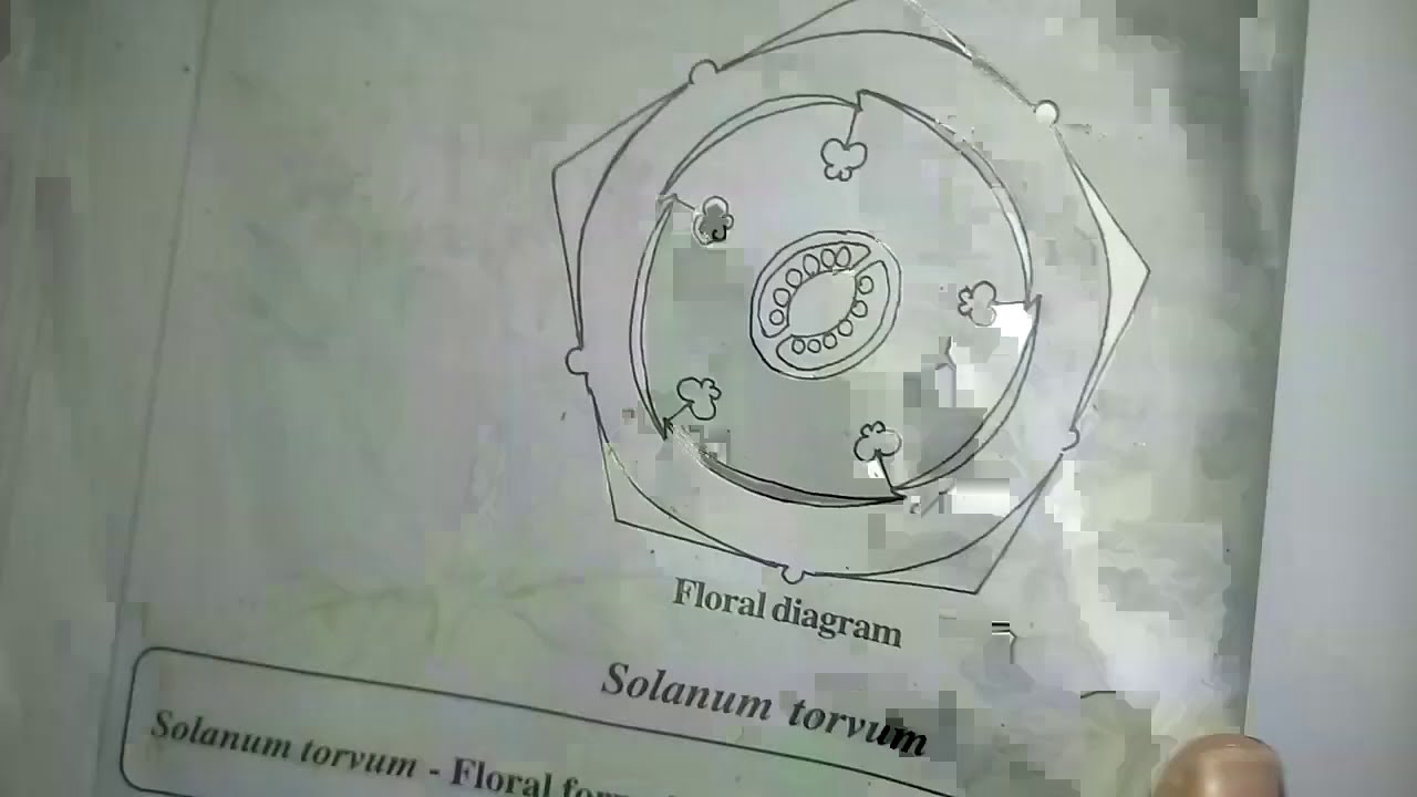 Botany Record Drawing Family Solanaceae - YouTube
