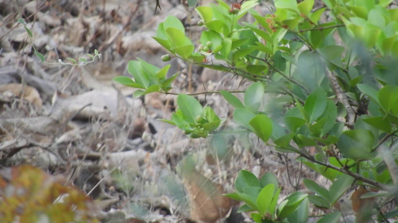 Jungle Bush Quail - YouTube