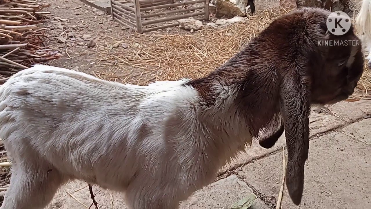 Kambing super baru lahir (ternak kambing) - YouTube