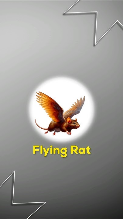 Flying rats i#health #trending #viral #rats #india - YouTube