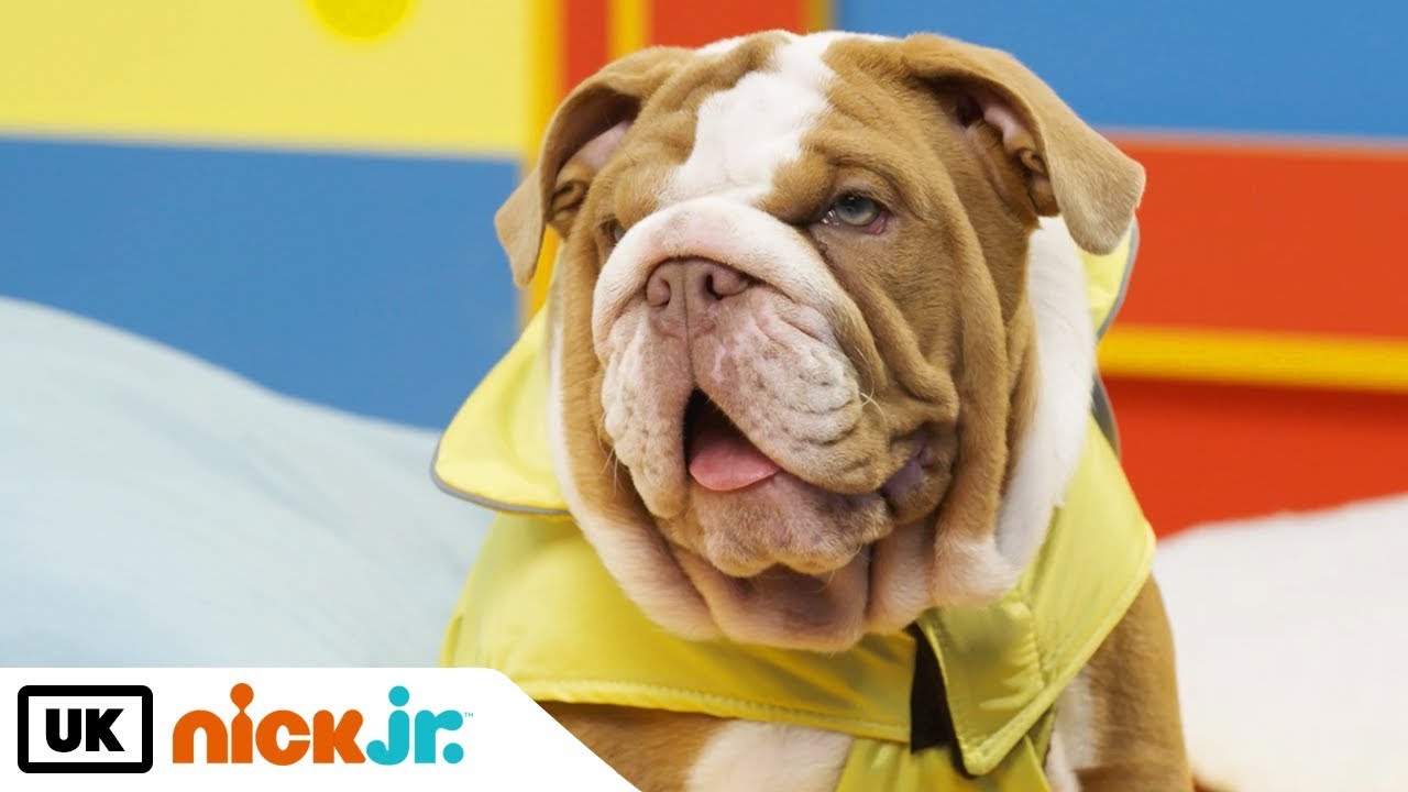 Paw Patrol Christmas Special - Featuring Real Puppies! | Nick Jr. UK ...