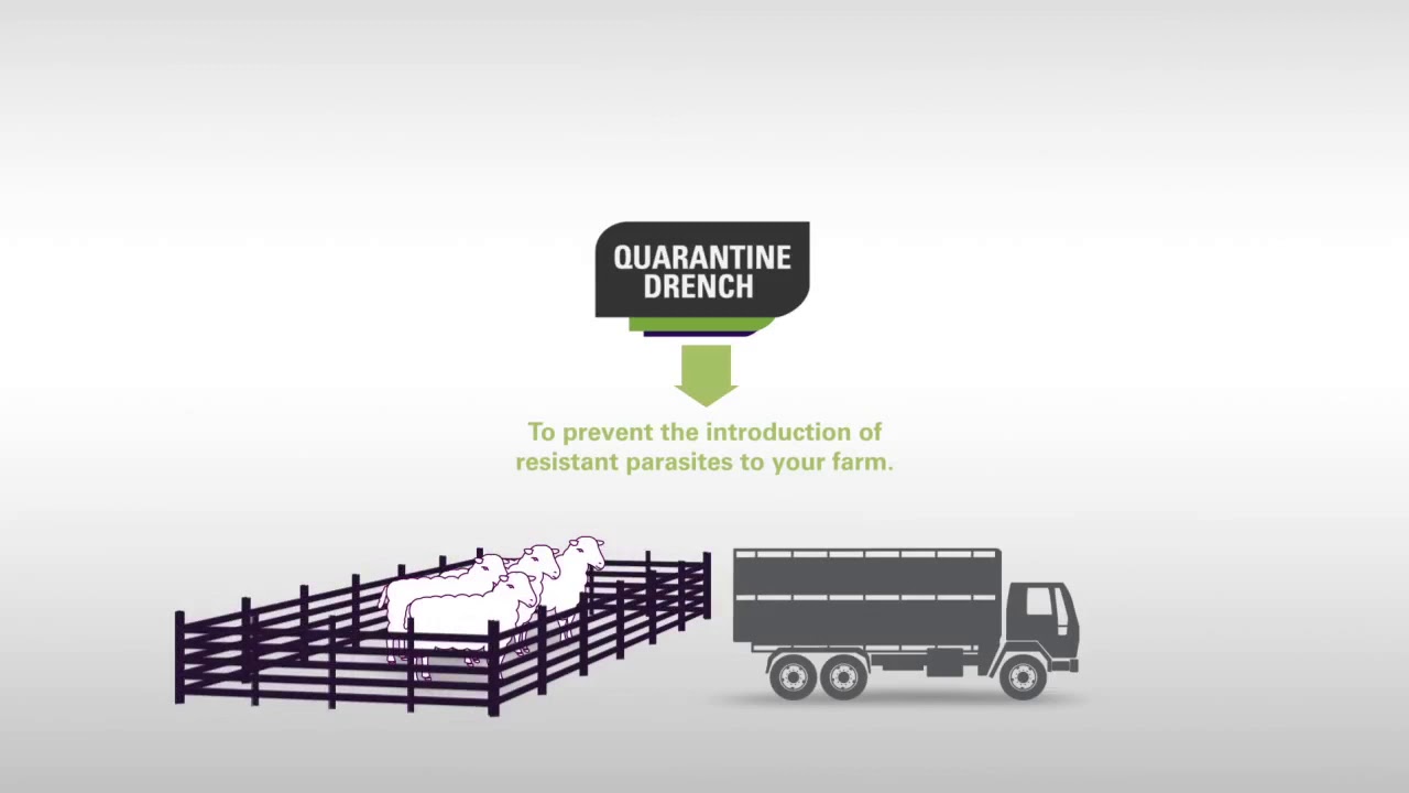 Startect - The knockout drench (New Zealand) - YouTube