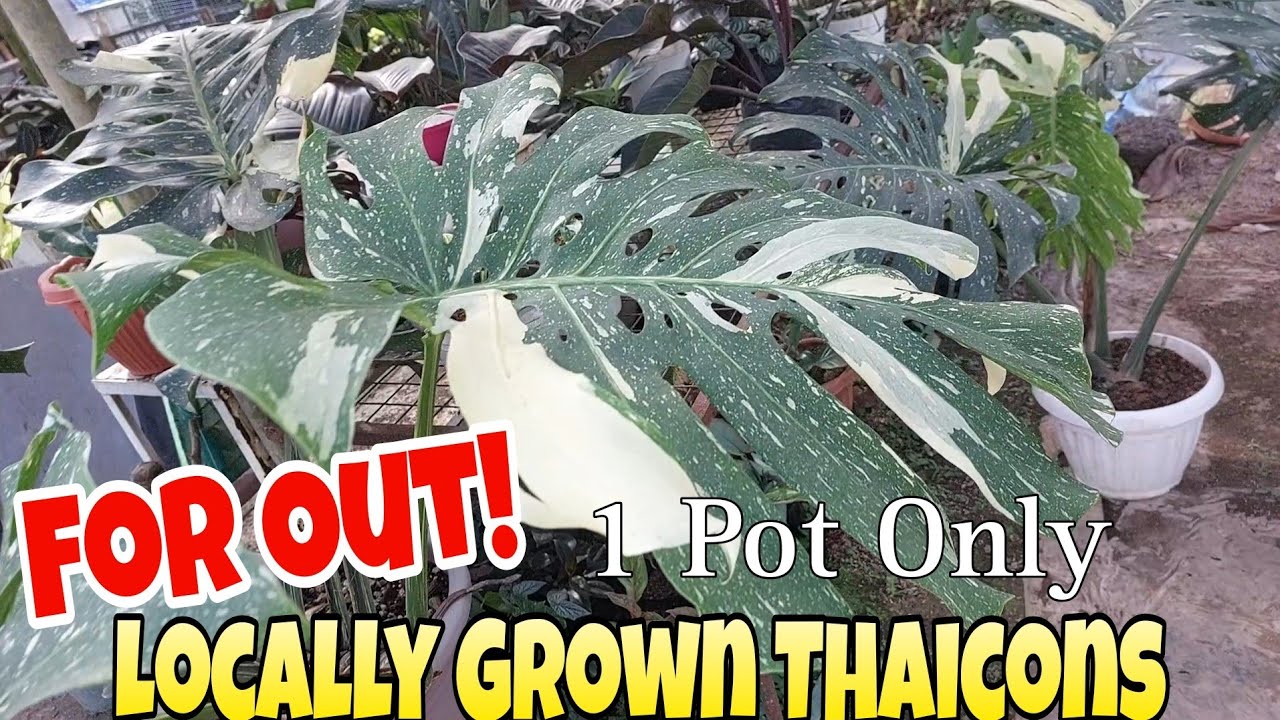 Local Thaicons for Out na! #monstera #plants #houseplants #forsale ...