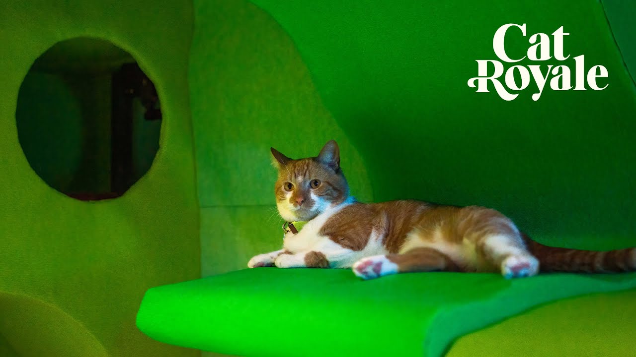 Cat Royale: Day Nine - YouTube