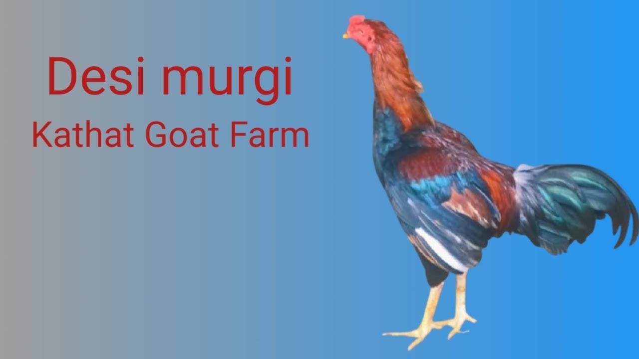 Kathat Goat Farm से प्योर देसी मुर्गा मुर्गी लास्ट नाइट सेल आउट 300 नग ...