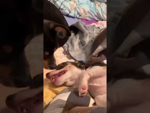 Ep398: 7 month Chihuahua: Cola sit on brother’s face when his brother is sleeping.