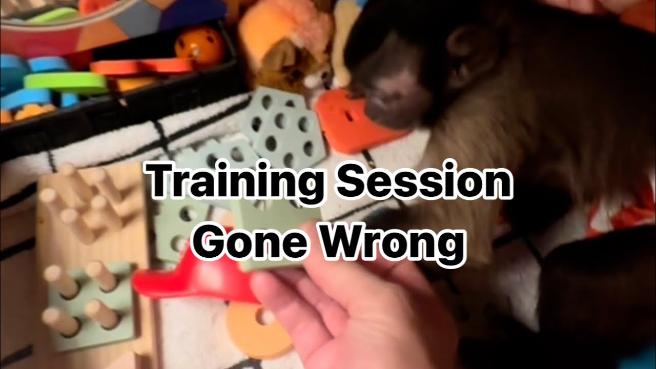 When You Try to Train a Monkey 🙈 - YouTube