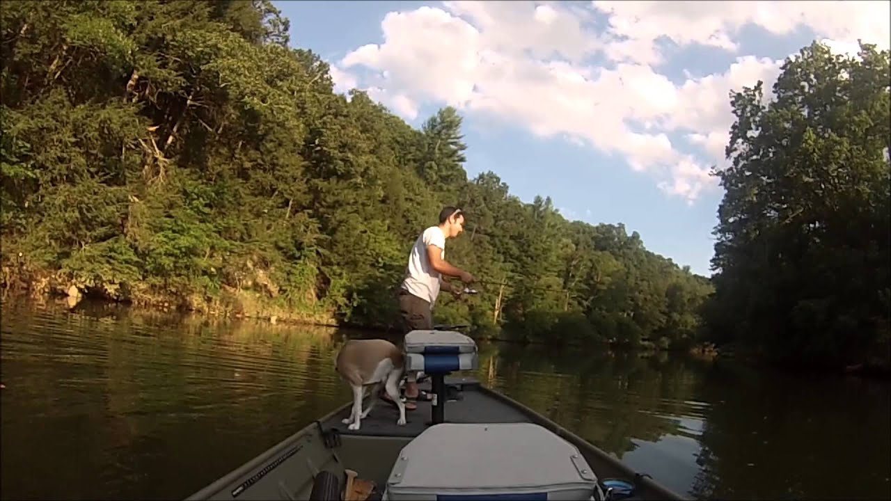 Dog falls off boat! - YouTube