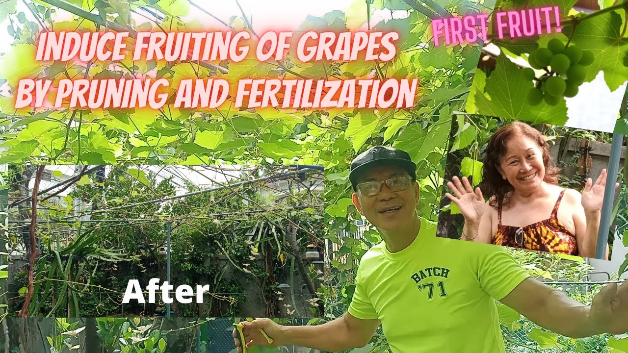 V#10 - Induce Fruiting of Grapes by Pruning and Fertilization - YouTube