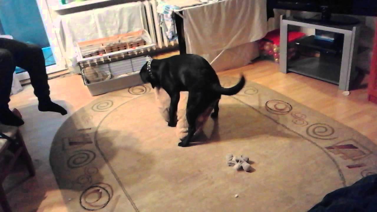 Pies rucha poduszkę!! - YouTube