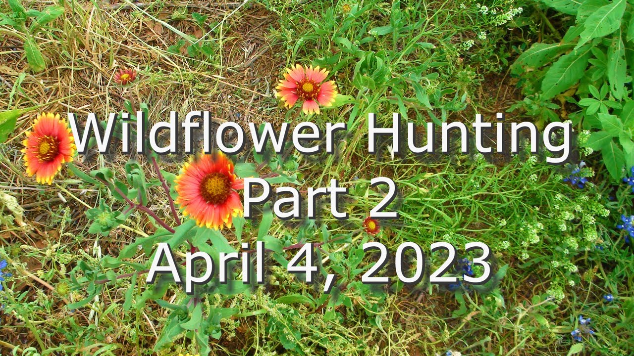 Wild Flower Hunting Part 2 2023 Season April 4, 2023 in 4K #wildflowers ...