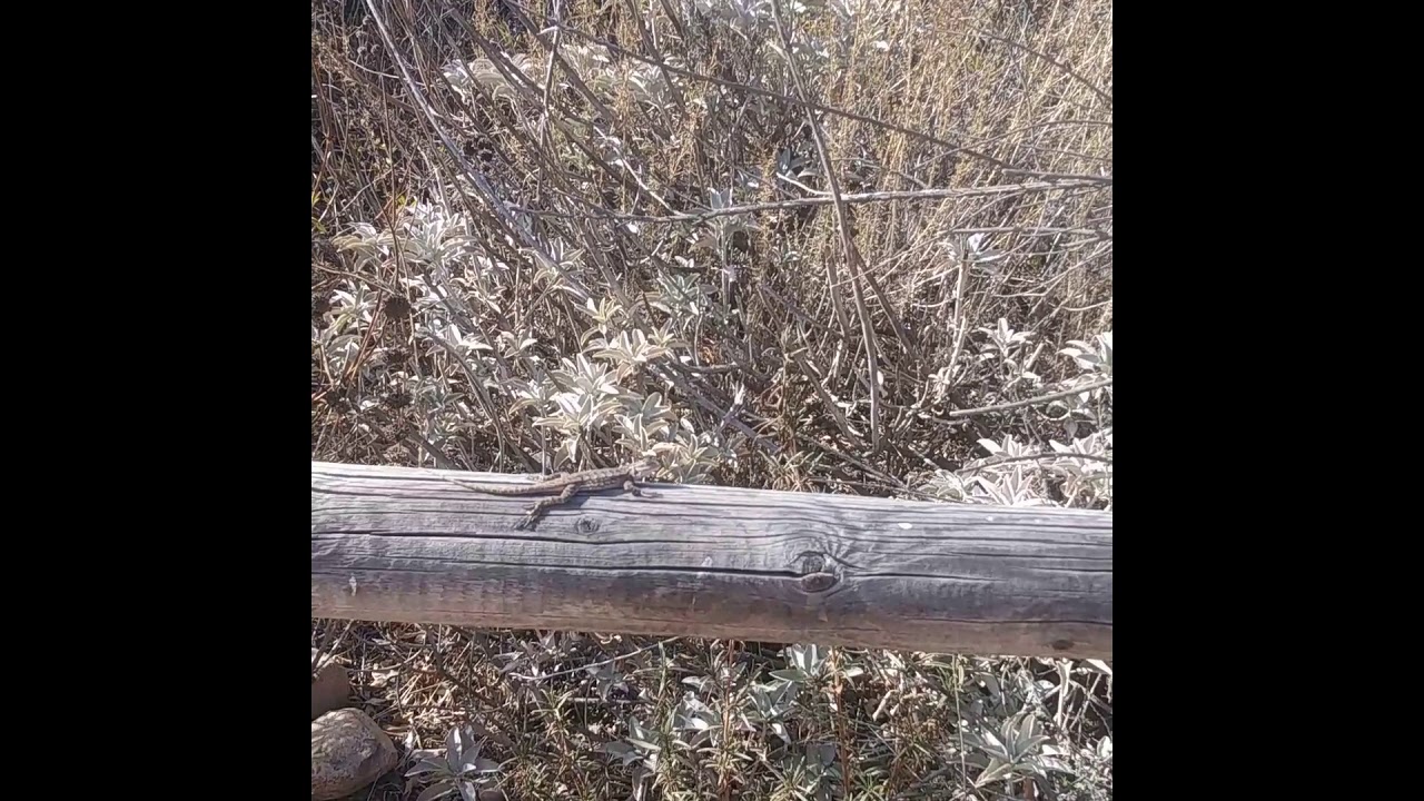 scared lizard in San Diego - YouTube