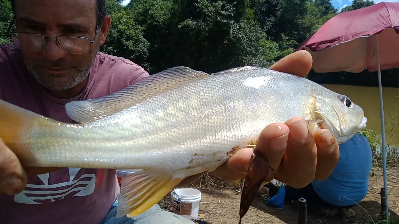 pescaria ribeirão são João - YouTube