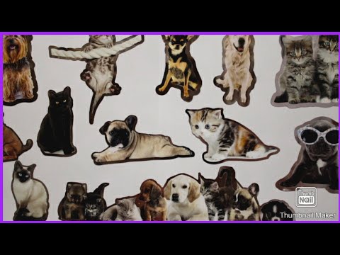 Amazing Stickers Dag , Animal sticker , Dag end kat