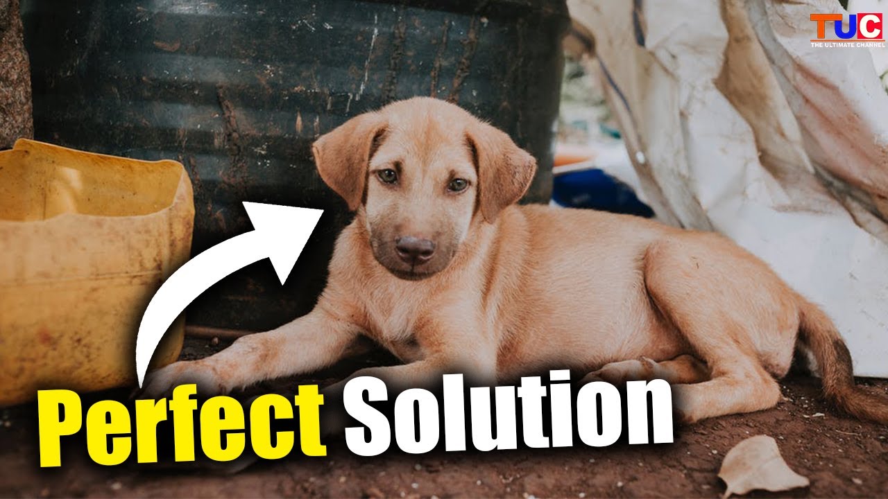 THAT's How You Can Save STREET DOGS From DYING - YouTube