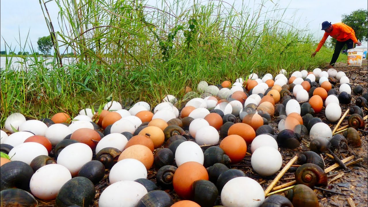 wow omg unique! Fishermen, pickers, ducks and snails abound on the ...