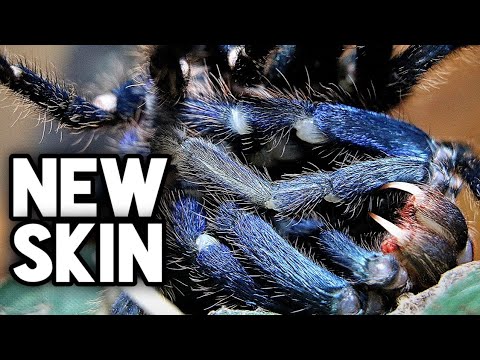 INCREDIBLE Footage of GREENBOTTLE BLUE Tarantula shedding skin # ...