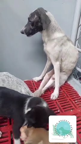 rescue dog Jatna and her babies, shocked without mercy #ayuda # ...