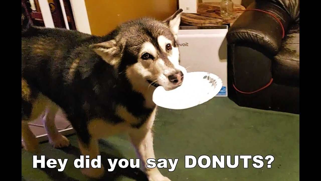 Funny Dog Brings His Own Plate For Donuts - YouTube