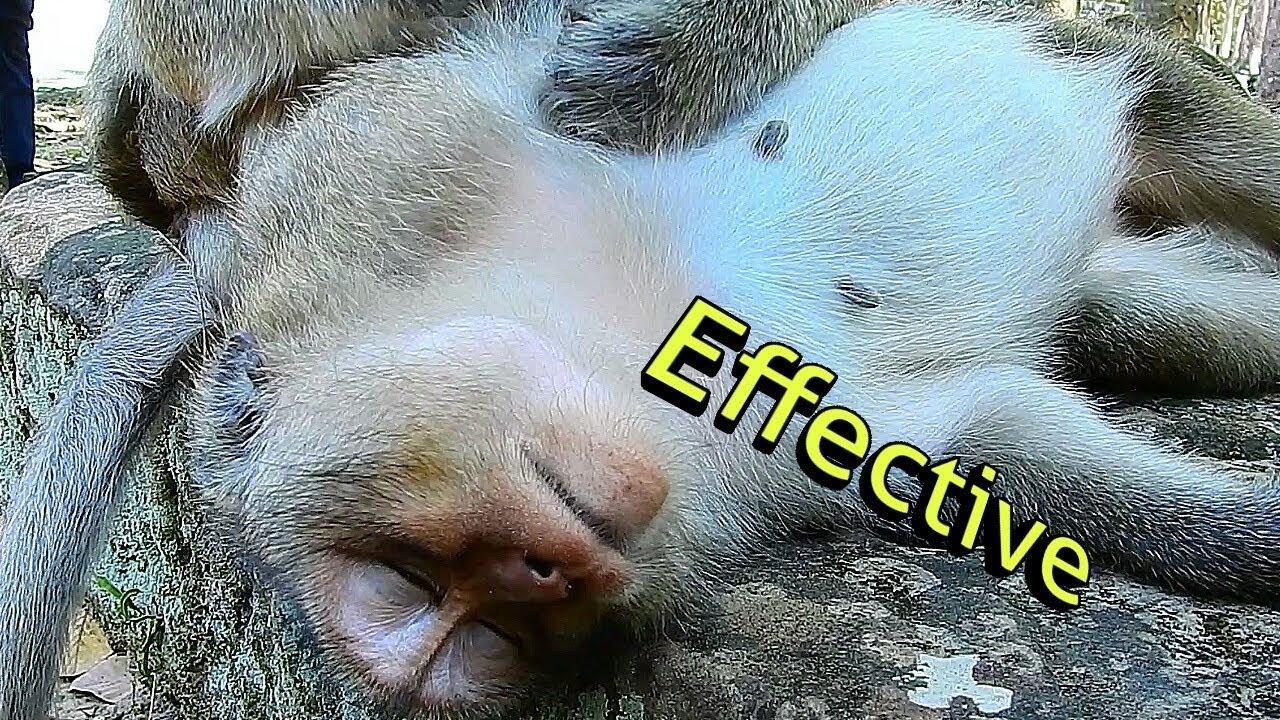 Effective Gentle Massage, Monkey feeling very Comfortable, Monkey Love ...