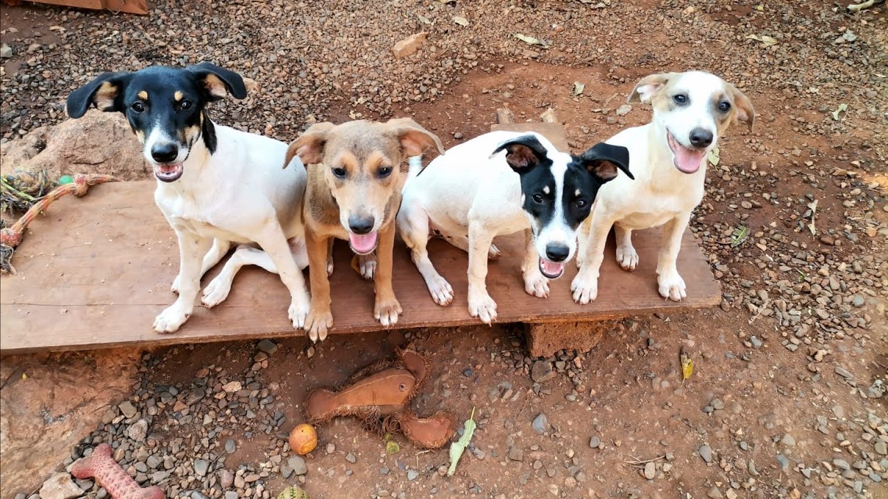 The Fire Litter and their Rescue Story - YouTube