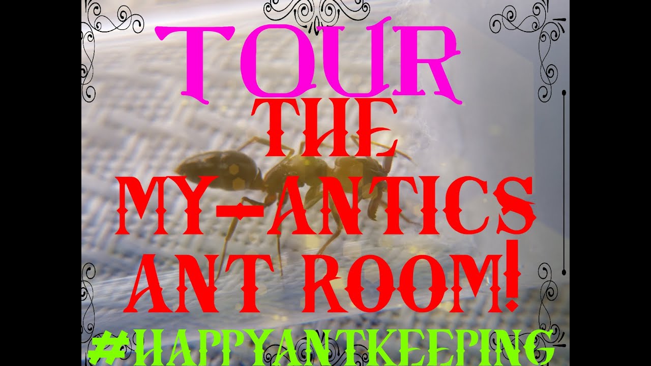 Tour Of The MY ANTICS Ant Room Colonies - YouTube