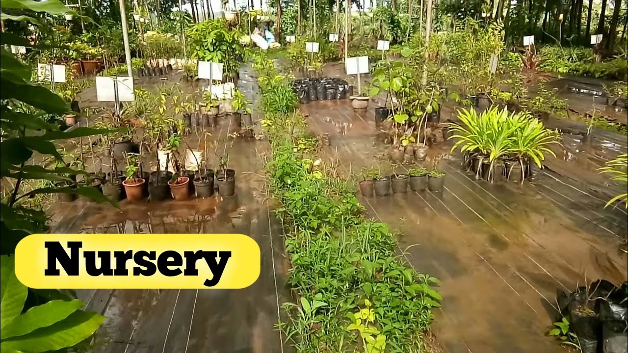 Nursery | Beautiful Nursery | You will enjoy watching it | - YouTube