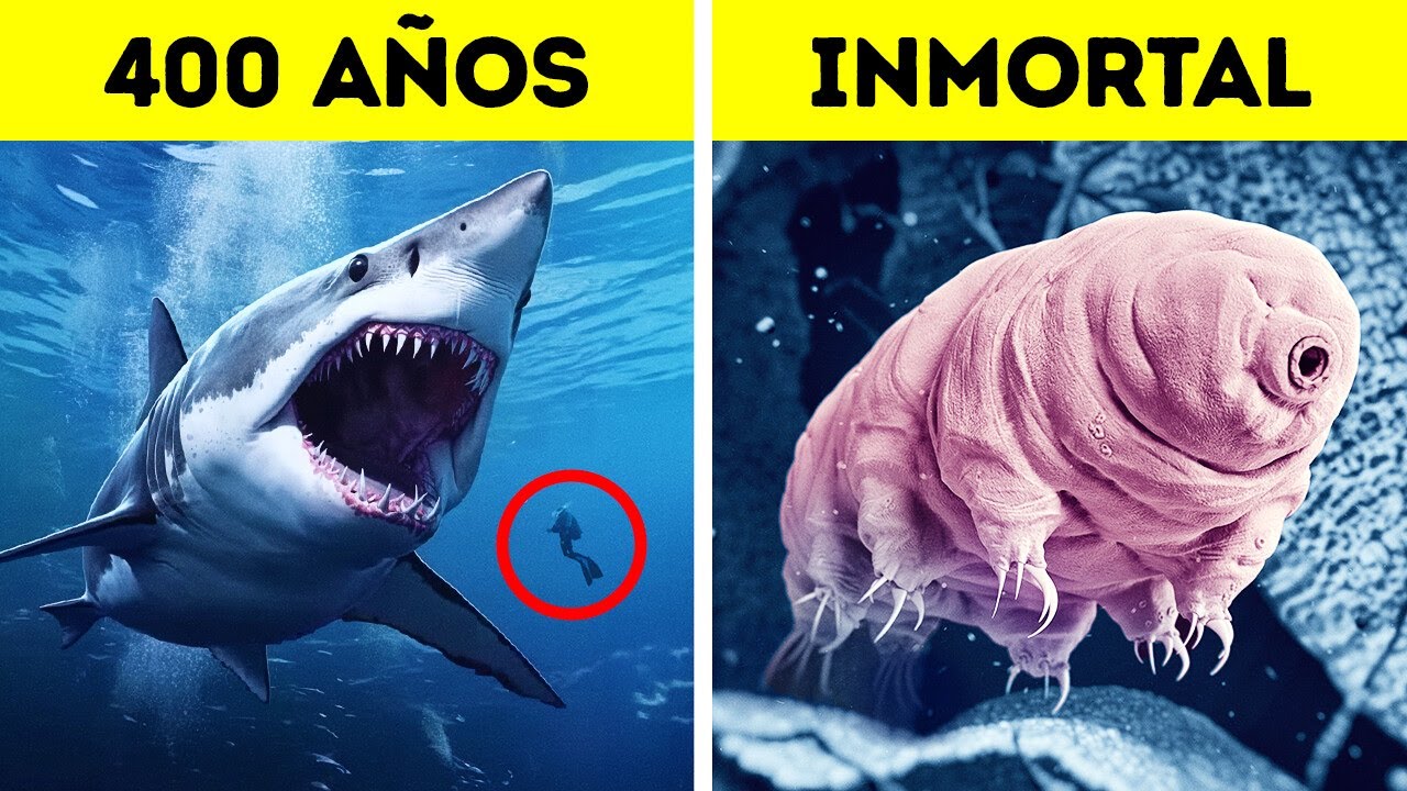 El Primer Animal en Sobrevivir en el Espacio + Más Maravillas Fuera de ...