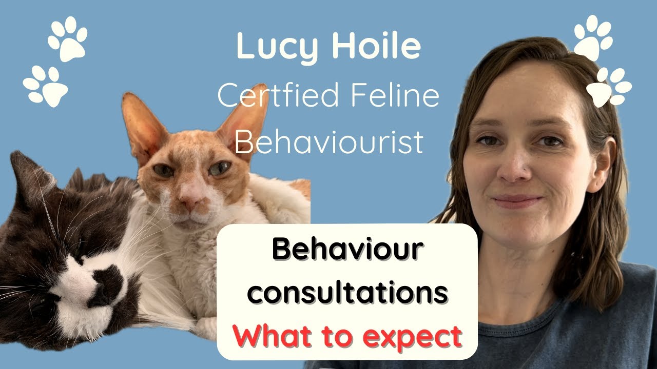 What to expect from a cat behaviour consultation - YouTube