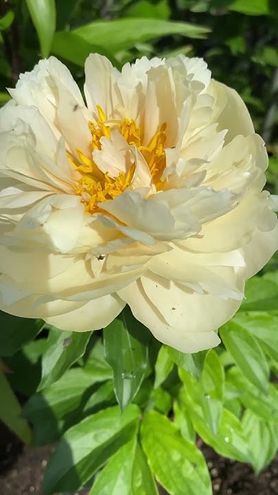 Пастелеганс - YouTube