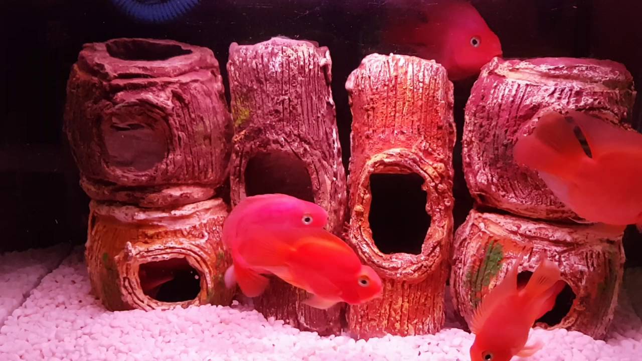 Red Parrot Fish Tank - YouTube