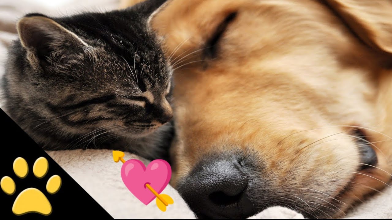 Funniest Cat And Dog video 2022||Funny Cats And Dogs Compilation - YouTube