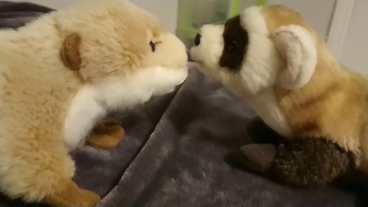 The Hyper Family. How Poop is born💩💩💩💩💩💩 - YouTube