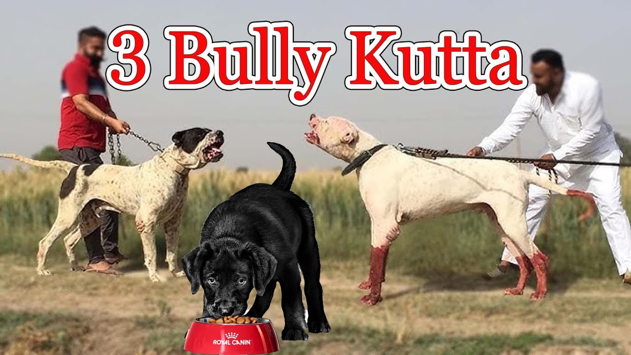 3 Pakistani Bully Kutta In Cholastan - YouTube