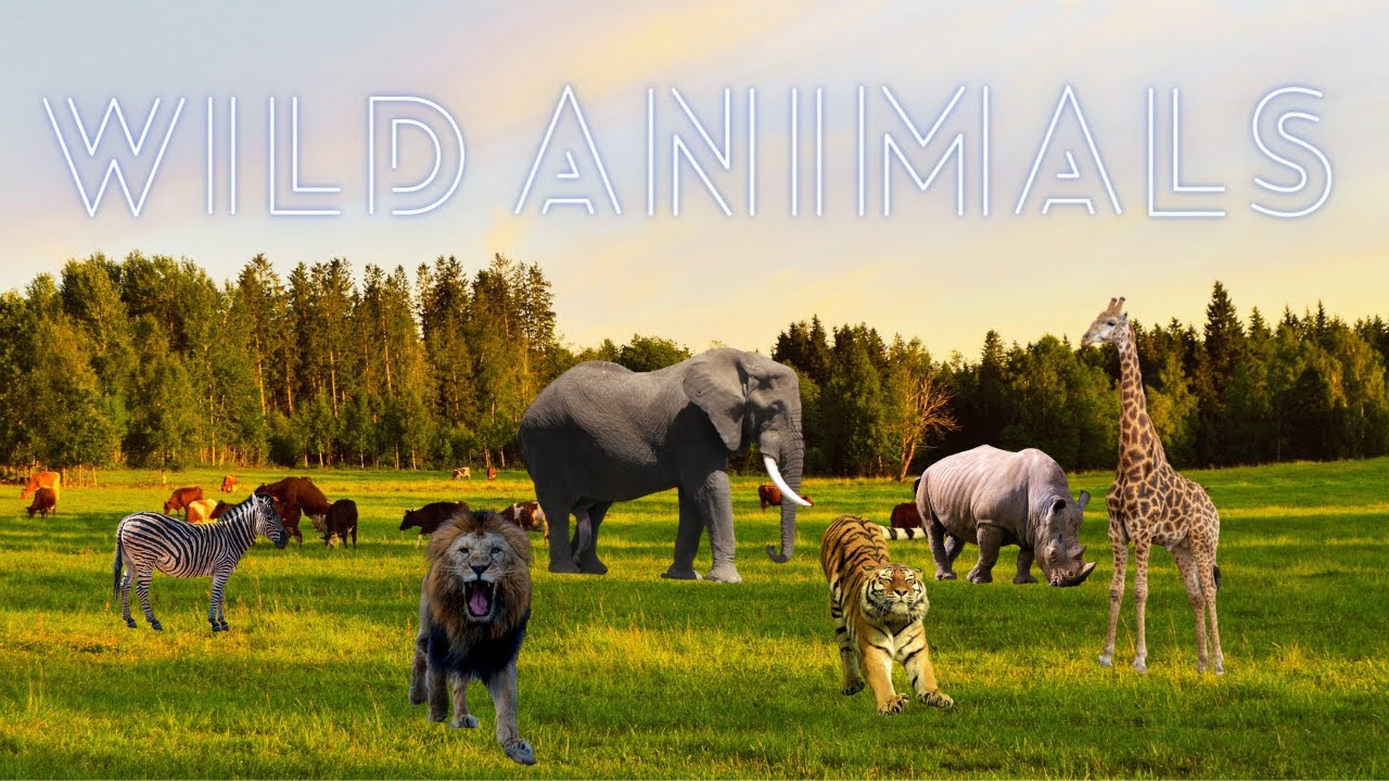 Wildlife | Amazing Scene of Wild Animals | Scenic Relaxation Film - YouTube