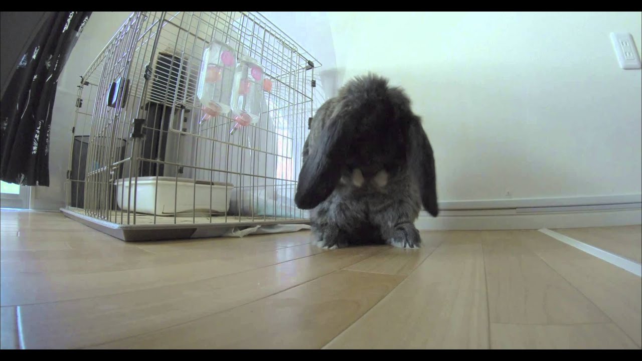 Cute Giant Rabbit grooming himself. - YouTube