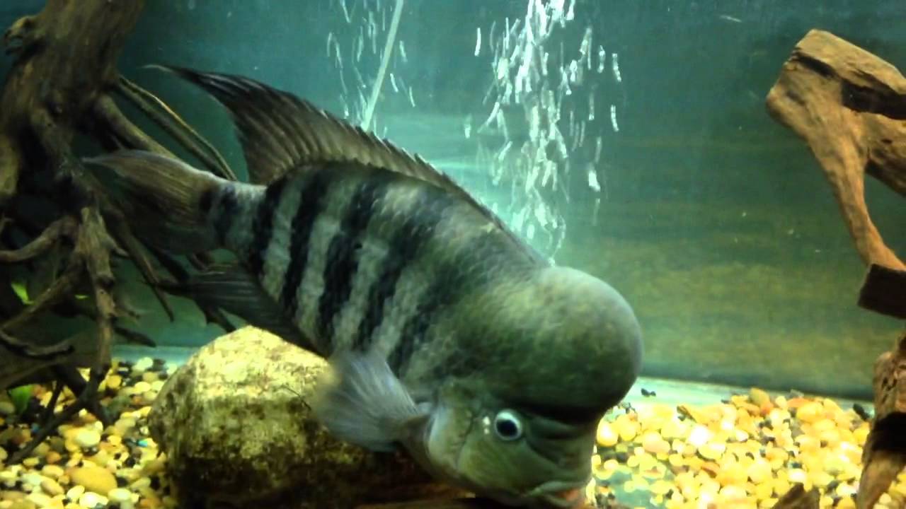 Barred Midas Cichlid
