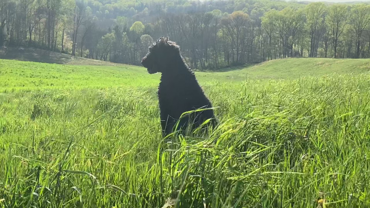 My constant companion: Eli - YouTube