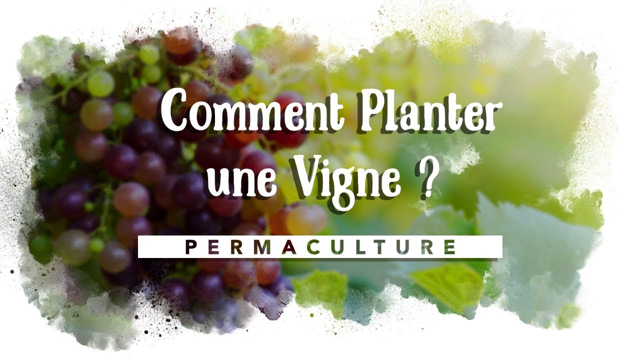 Comment Planter une Vigne ? 🍇 - YouTube