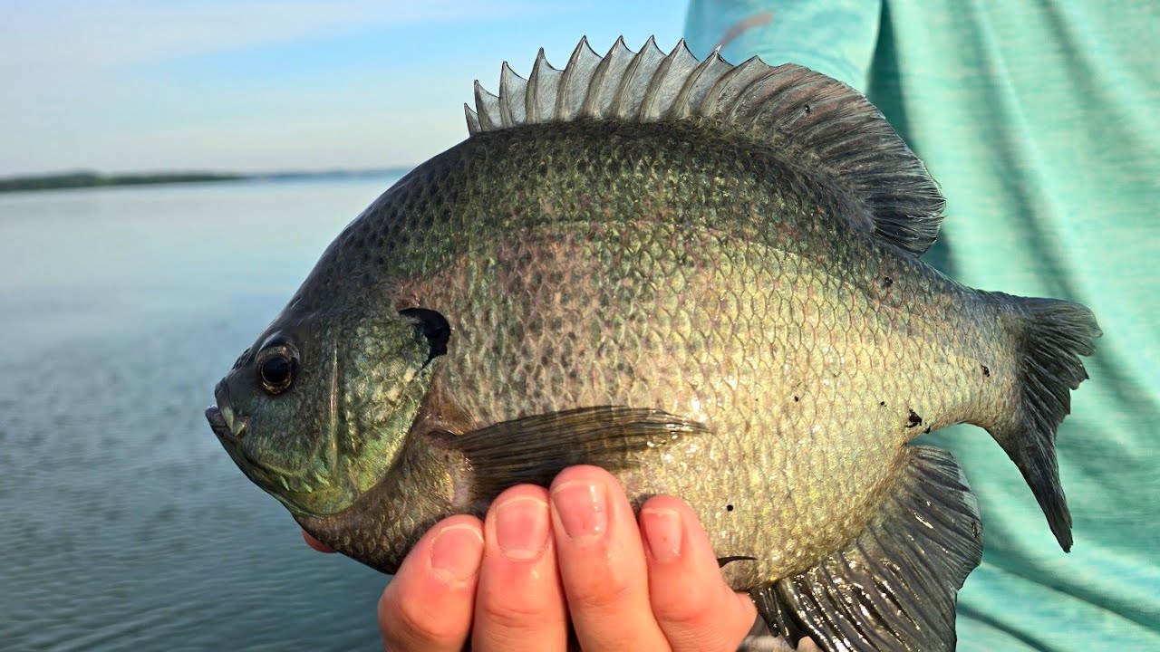 My FAVORITE Mid-Summer PANFISH RIG!! - YouTube