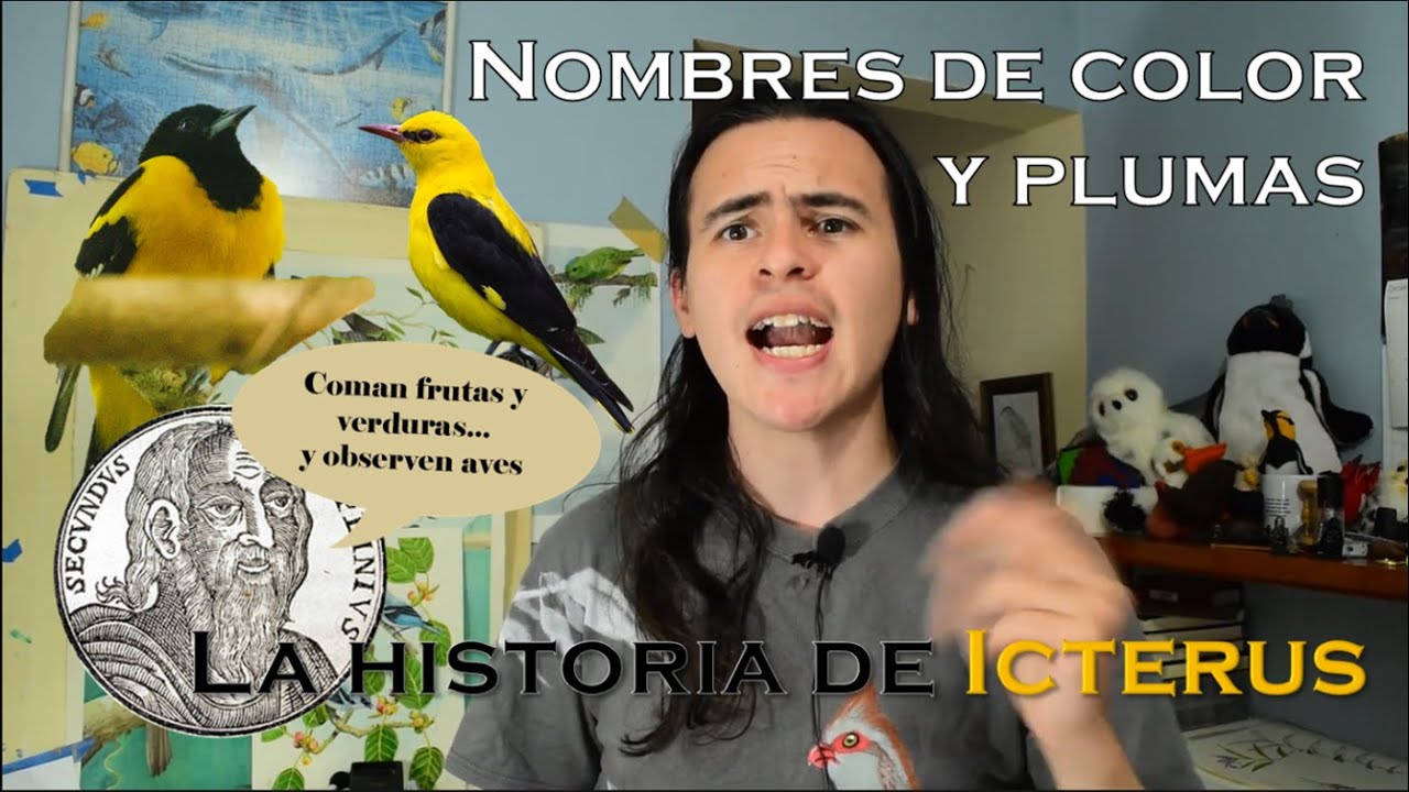 Nombres de color y plumas | La historia de Icterus - YouTube