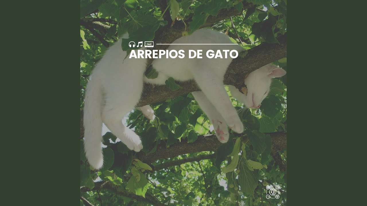 Regal Feline Calming Music for Your Cat, Pt. 18 - YouTube