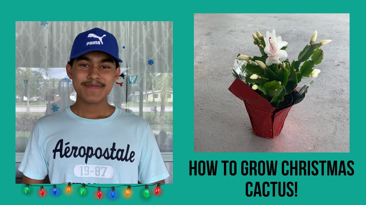 How To Grow Christmas Cactus!🎄🌵S:2,Ep.22//Ultimate Gardening - YouTube