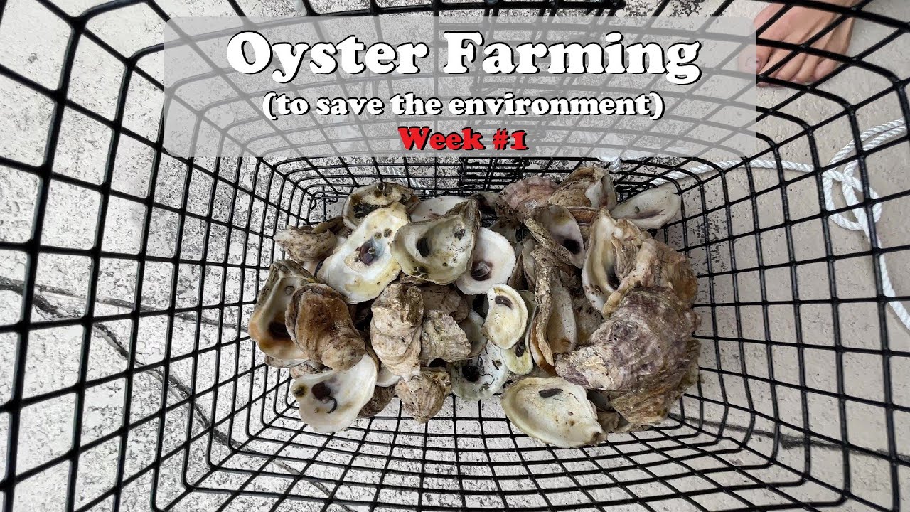 Oyster farming in Florida to Restore Ecosystems | Week 1 - YouTube