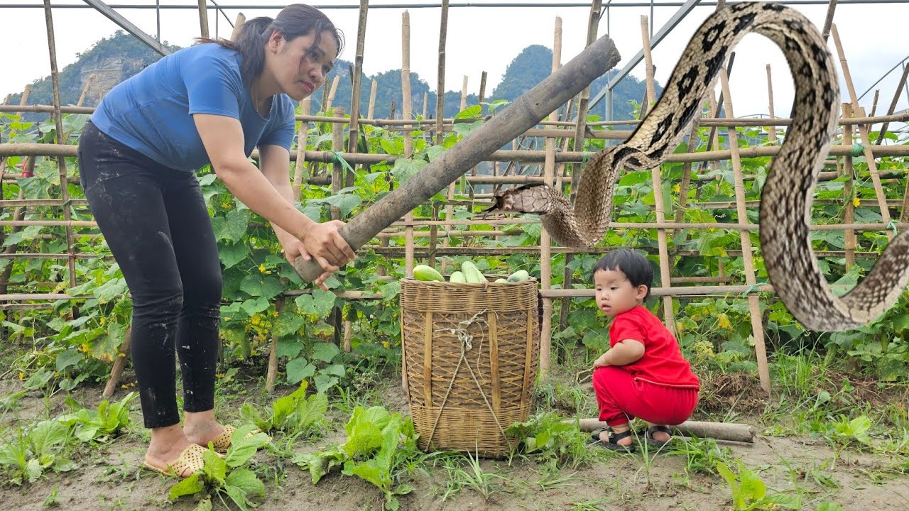 Harvesting cucumbers to sell Single mother chased by snakes - doing ...