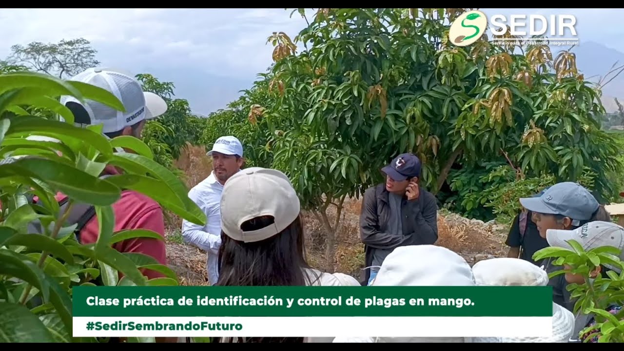 PLAGAS EN MANGO: UNA CLASE A CAMPO ABIERTO - YouTube