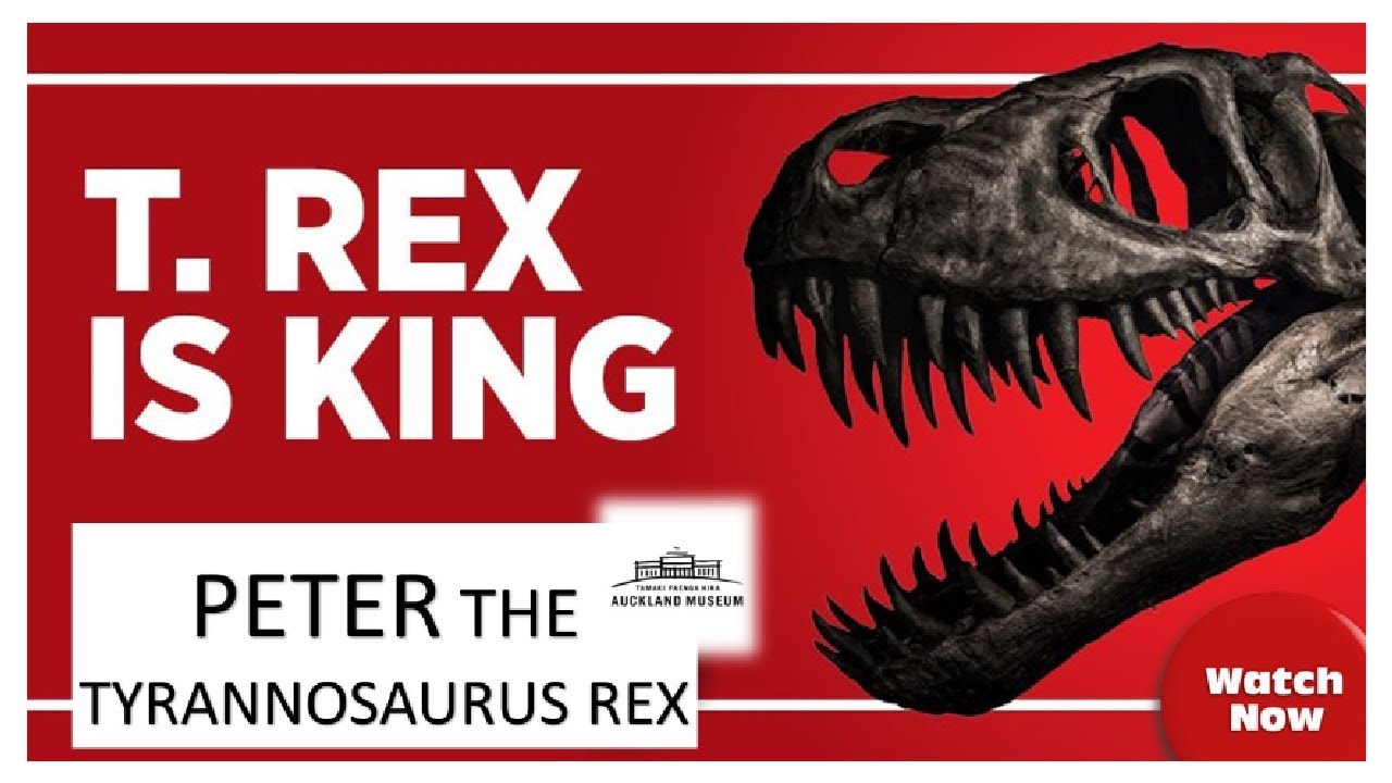 Peter the King T Rex on display Auckland Museum - YouTube