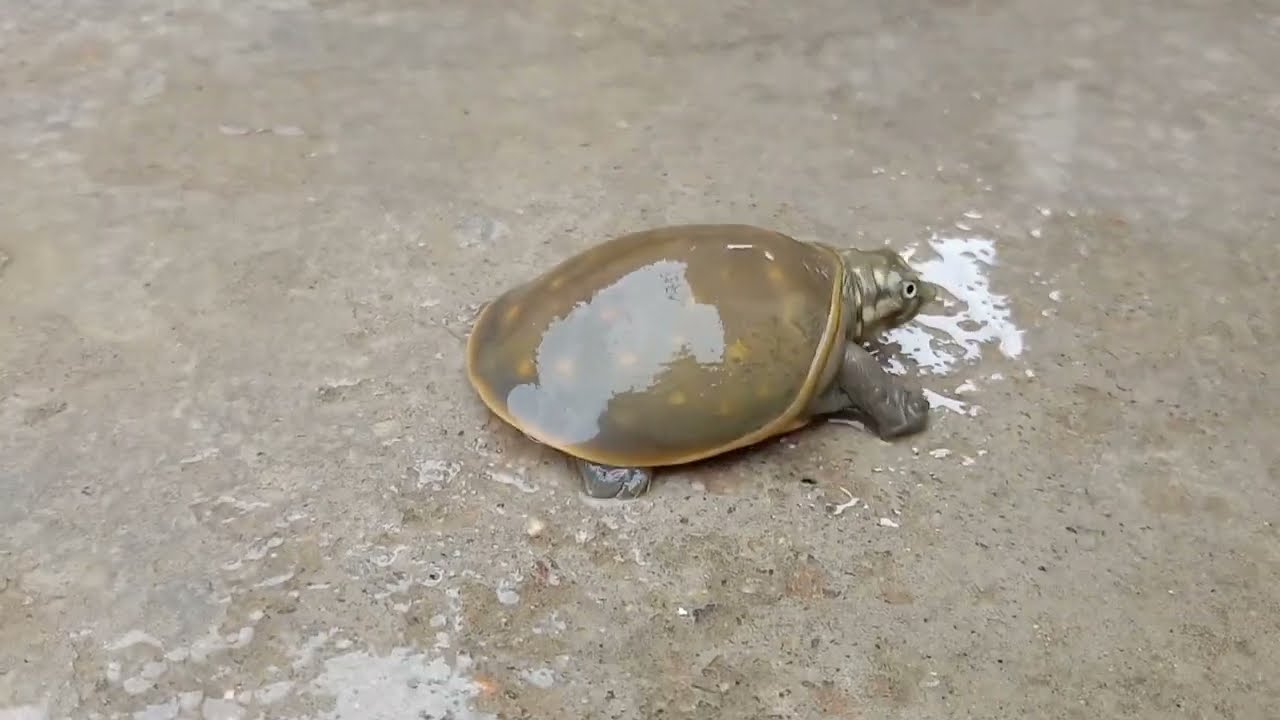 sawan rainy season | peaceful nature life - YouTube