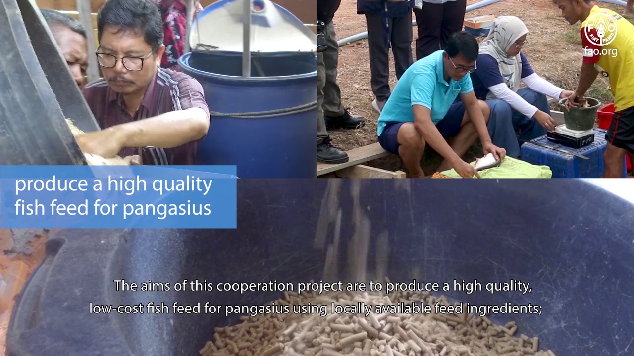The Development of Self-Sufficient Feed Program for Pangasius, South ...